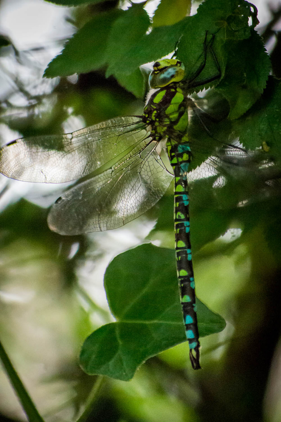 Southern Hawker Dragonfly, Aeshna cyanea - Photography by Mark Seton