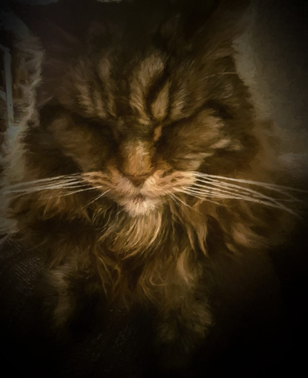 Sleepy Grumpy Cat - Photography by Mark Seton